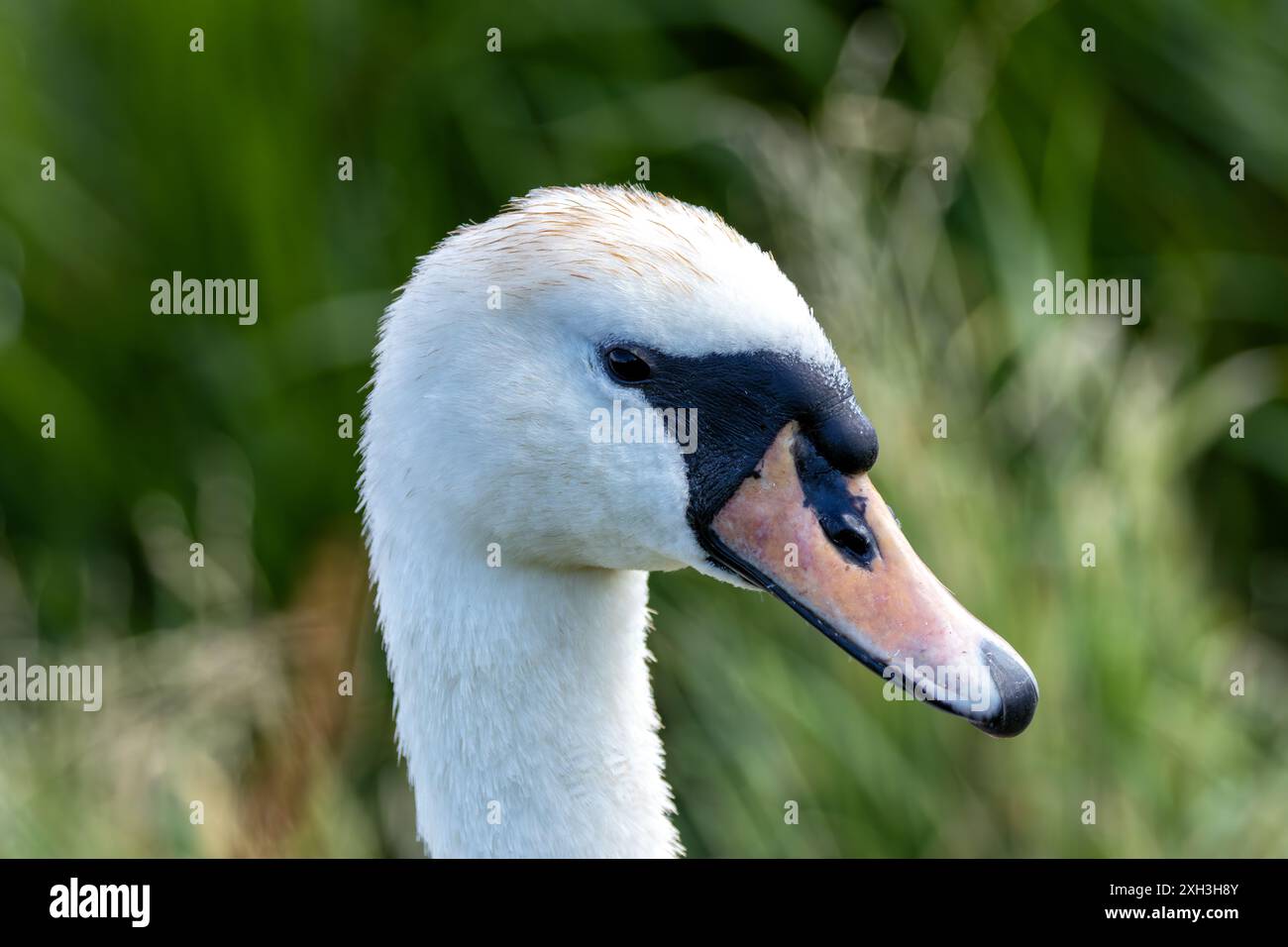 The Mute Swan, with its elegant white feathers and striking orange bill ...