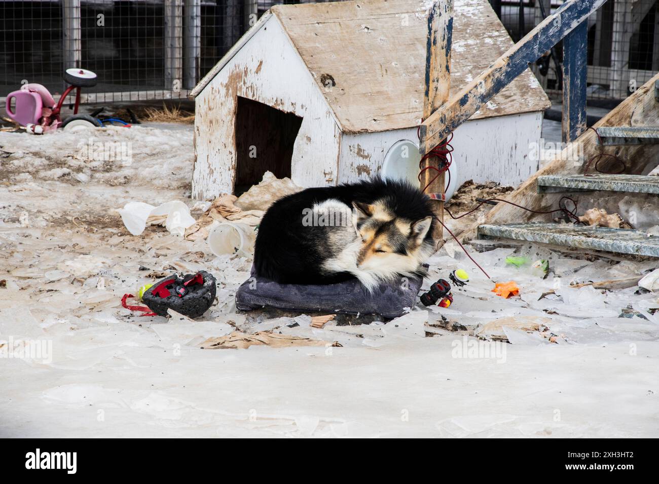 Sled dog sleeping in the snow on Sinaa Street in Iqaluit, Nunavut ...