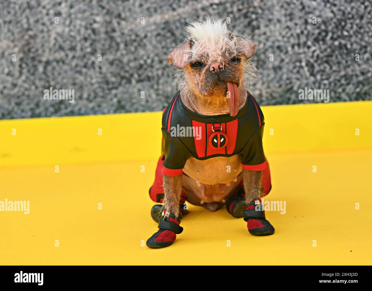 Peggy dogpool hi-res stock photography and images - Alamy