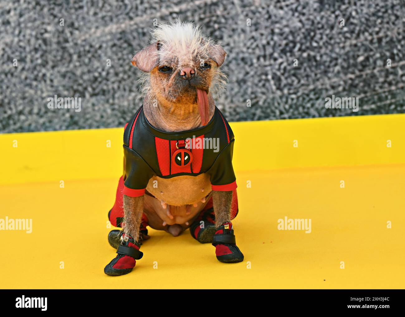 LONDON, ENGLAND - JULY 11 2024: Peggy 'Dogpool' attends the UK Sneak ...