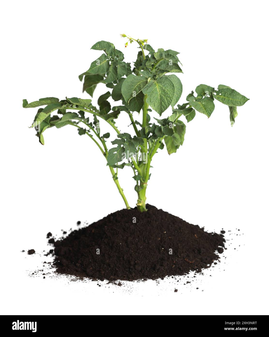 Green potato seedling and soil isolated on white Stock Photo - Alamy