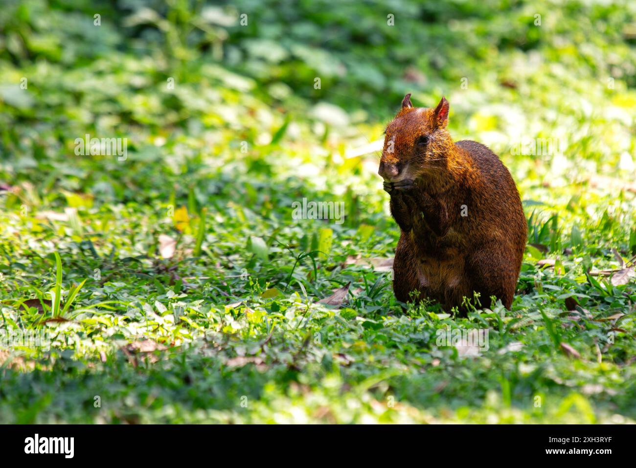 The Central American Agouti, with its sleek fur and alert posture, was ...