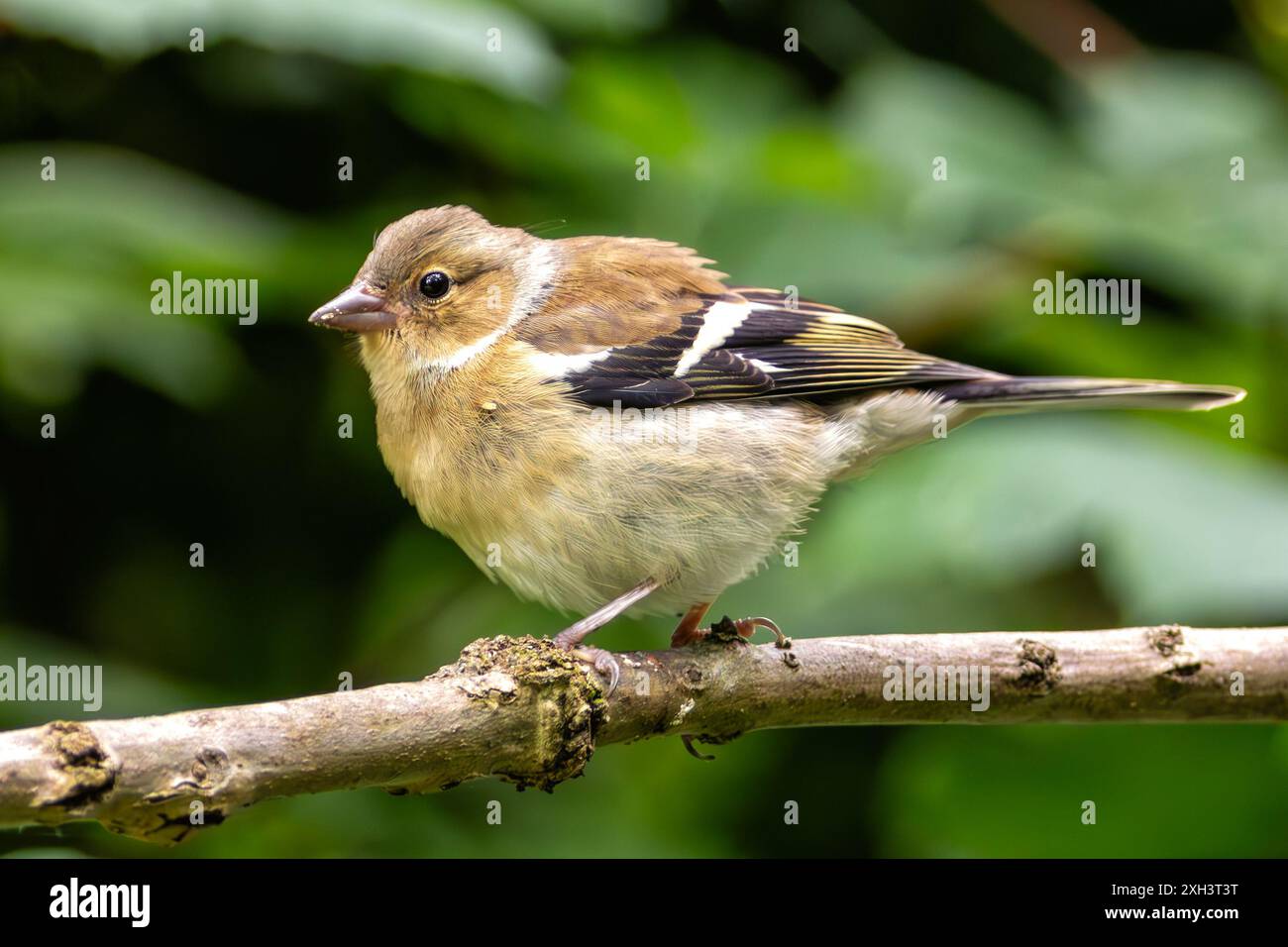 The Chaffinch, with its colorful plumage and distinctive song, was ...