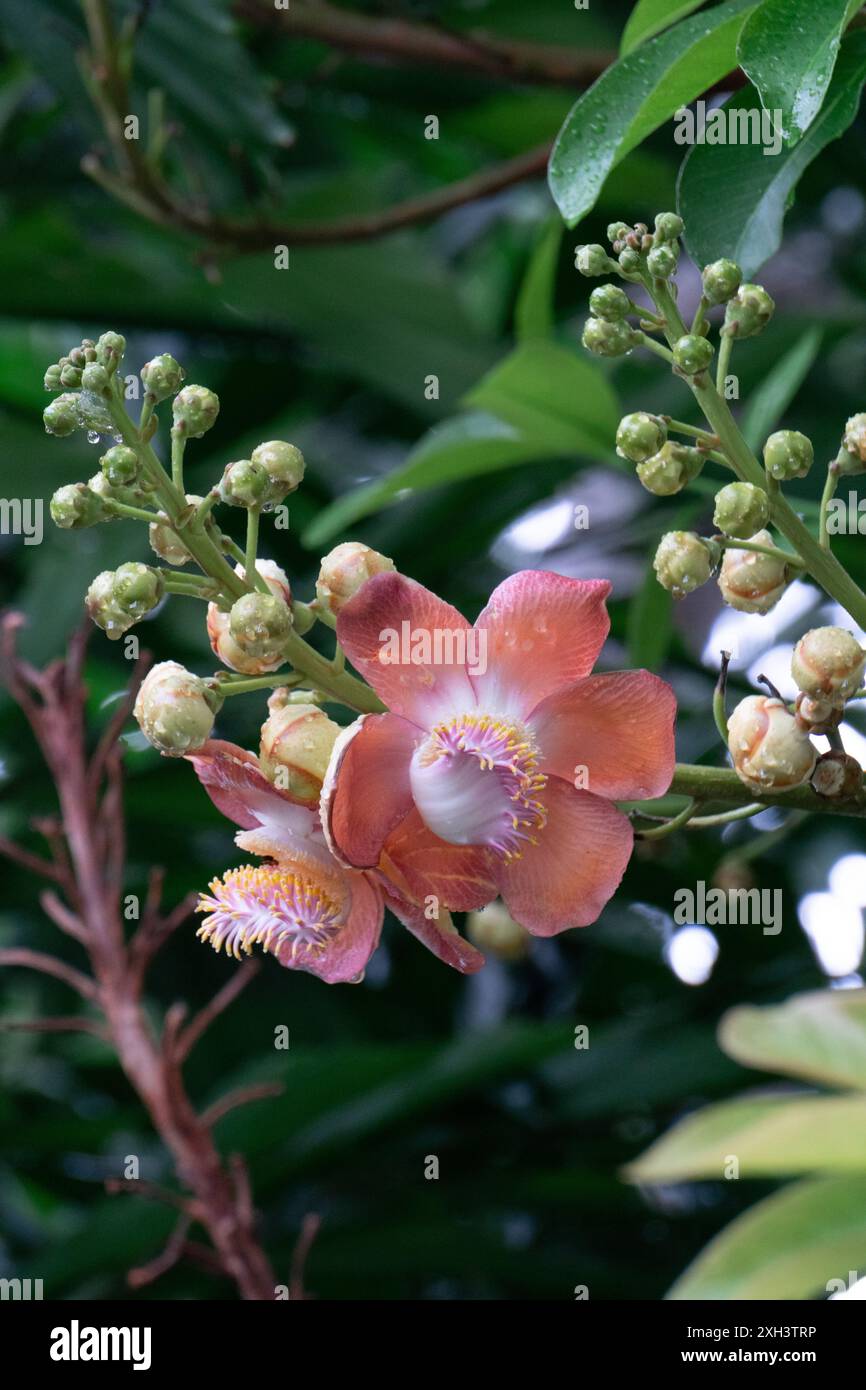 10 October 2019, Singapore, South East Asia: Couroupita Guianensis or ...