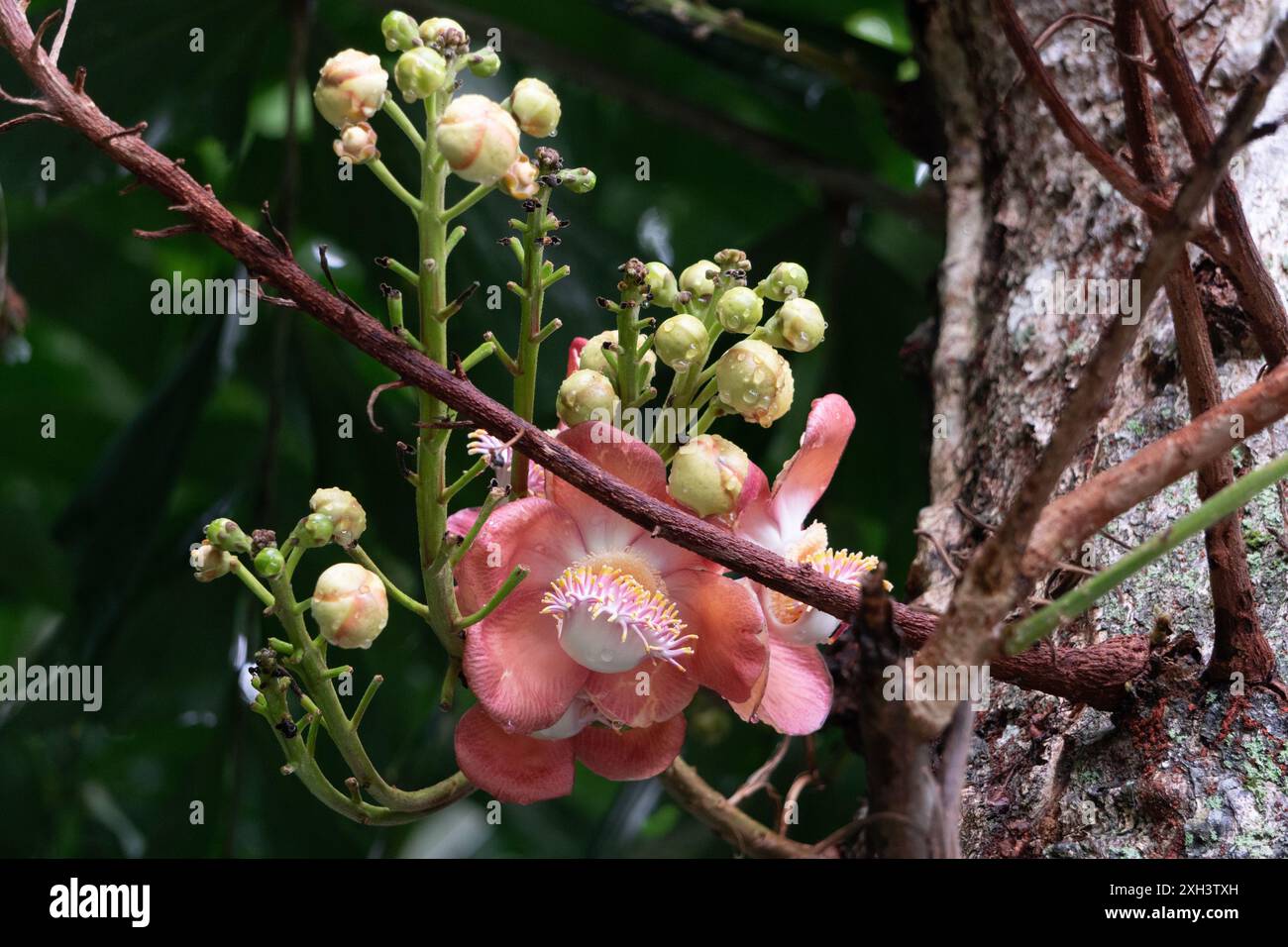10 October 2019, Singapore, South East Asia: Couroupita Guianensis or ...