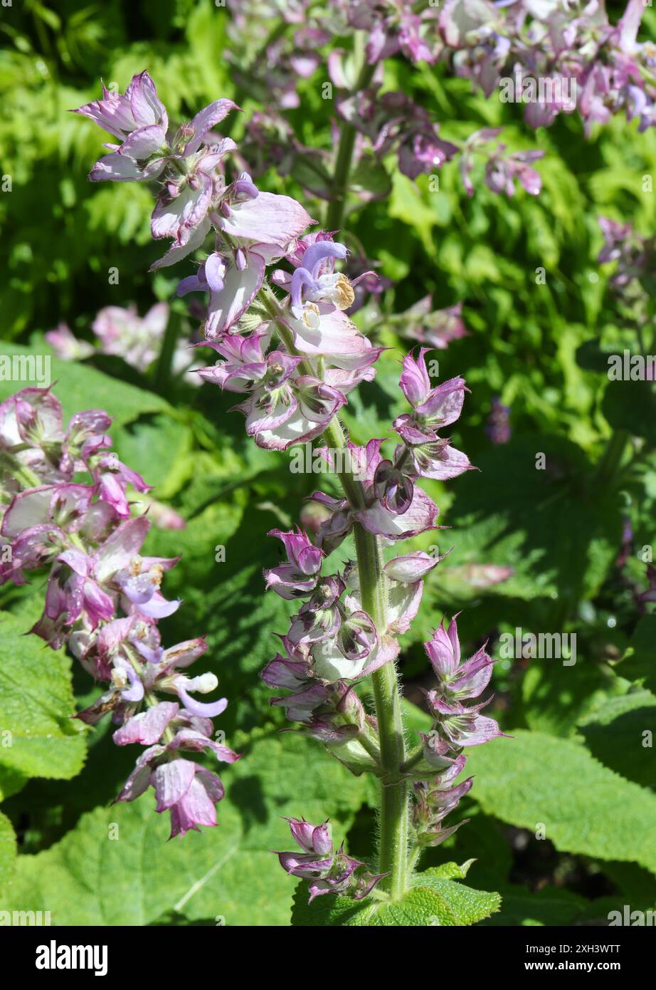 Digitaloides hi-res stock photography and images - Alamy