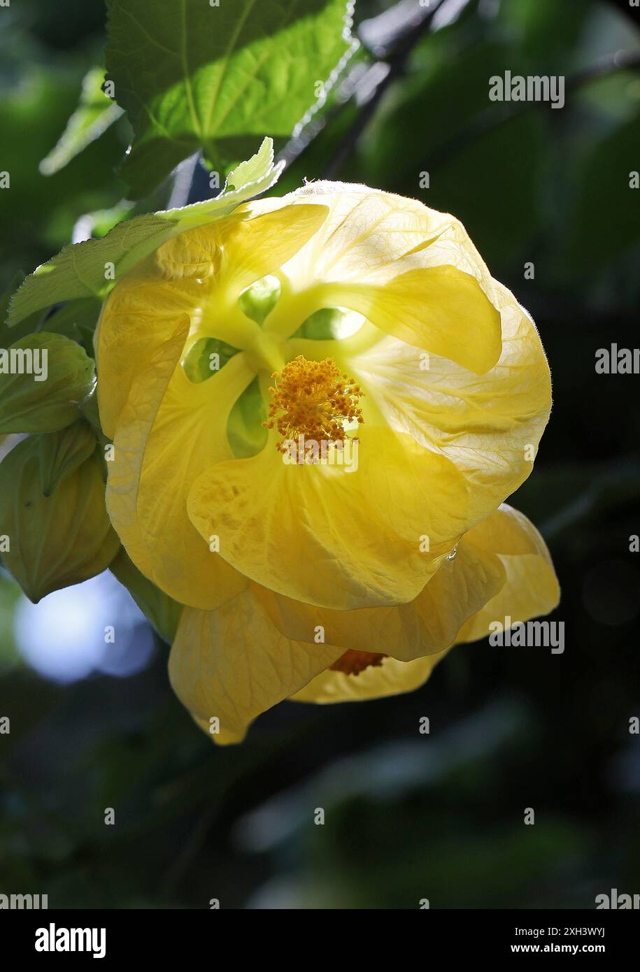 Abutilon, Flowering Maple, Chinese Bell Flower, Chinese Lantern, Abutilon 'Canary Bird ...