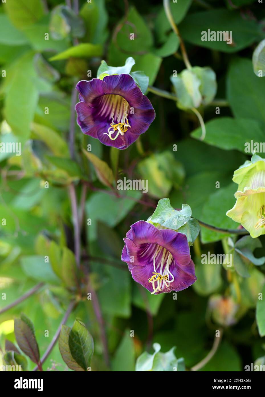 Cathedral Bell Flower, Cobaea scandens, Polemoniaceae. Tropical ...