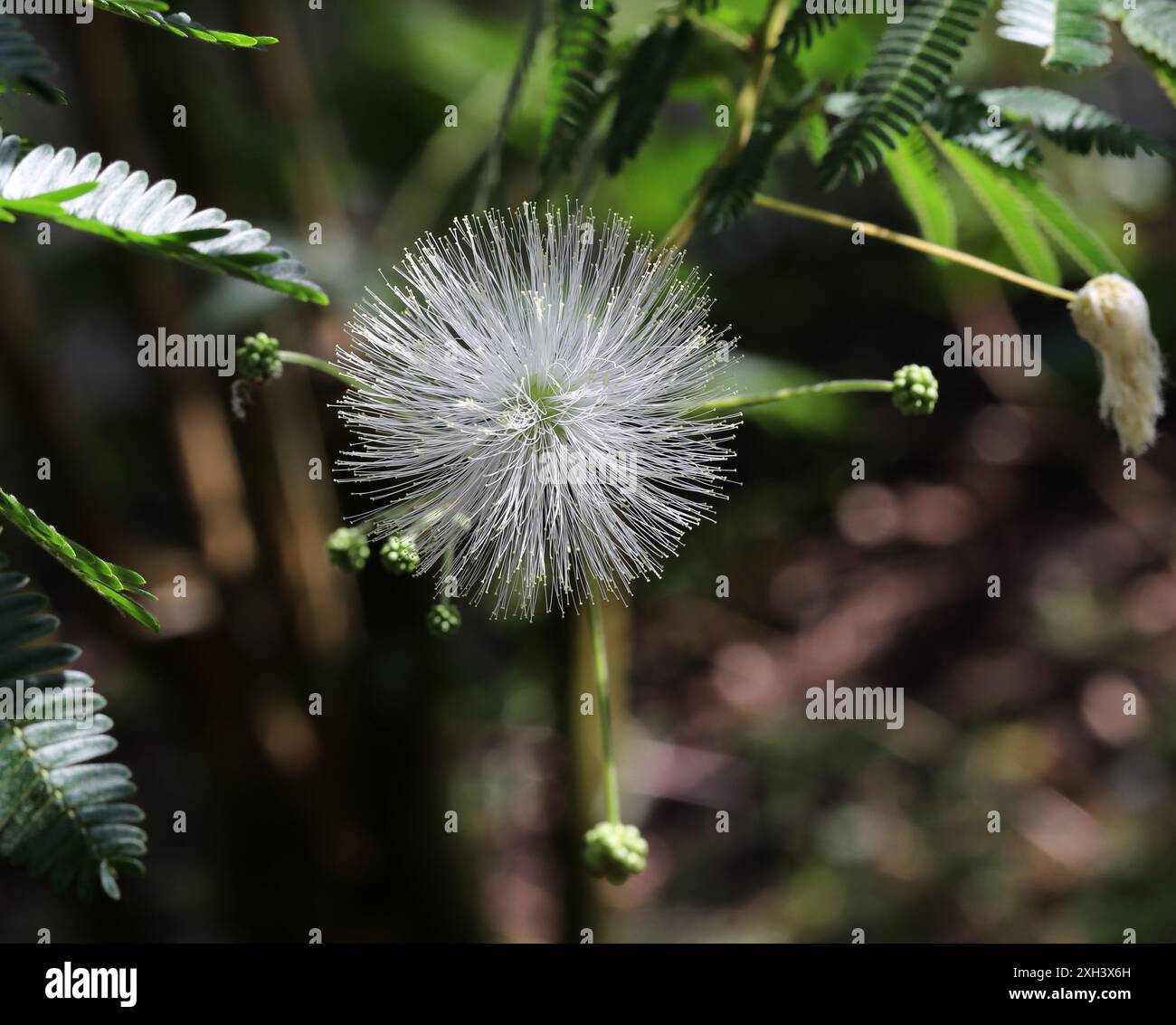Plants leaf wattle white hi-res stock photography and images - Alamy