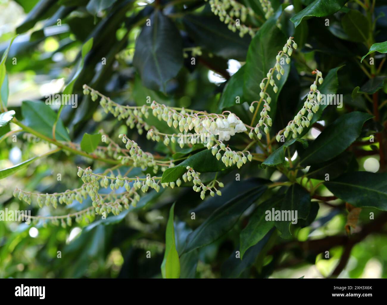 Lily of the Valley Tree, Clethra arborea, Clethraceae. Madeira Stock ...