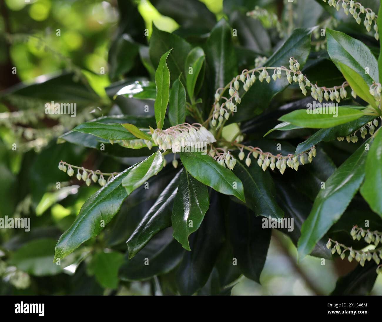 Lily Of The Valley Tree