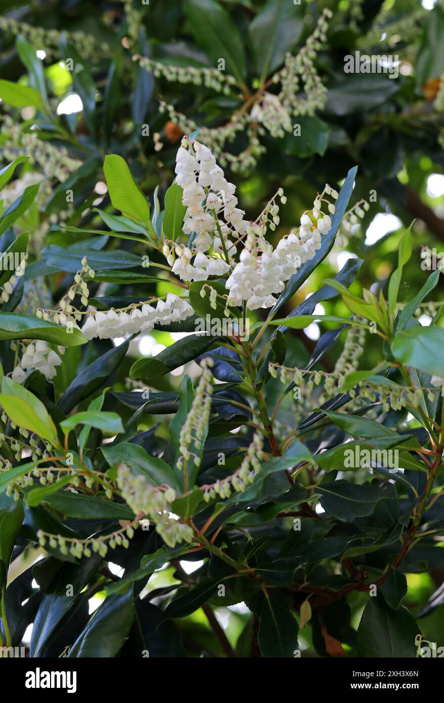 Lily of the Valley Tree, Clethra arborea, Clethraceae. Madeira Stock ...
