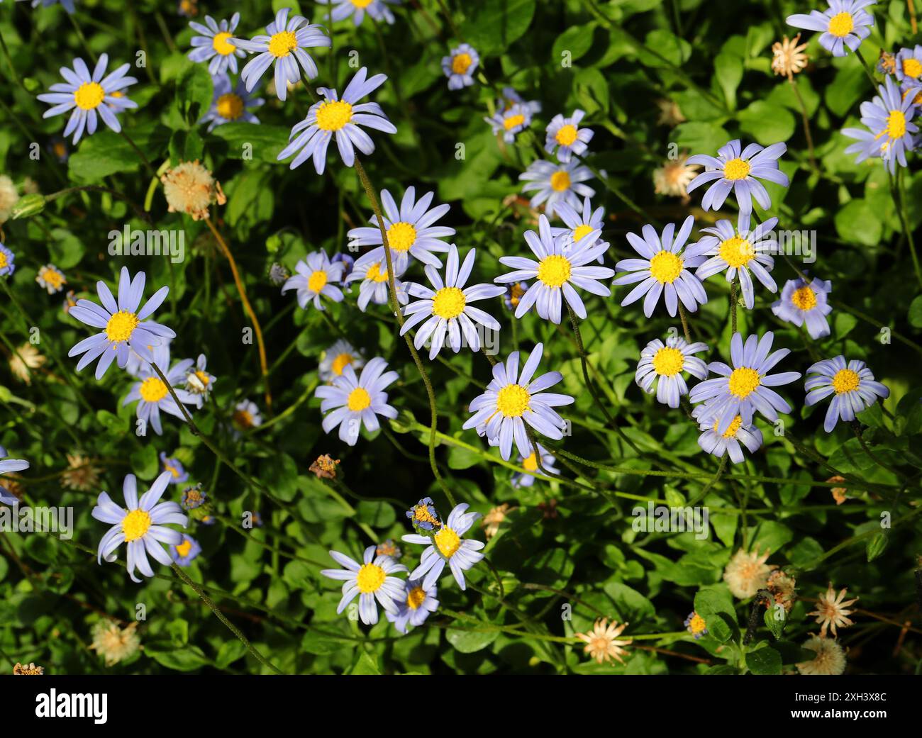 Blue Daisy Bush or Blue Felicia, Felicia amelloides, Asteraceae. South Africa Stock Photo - Alamy
