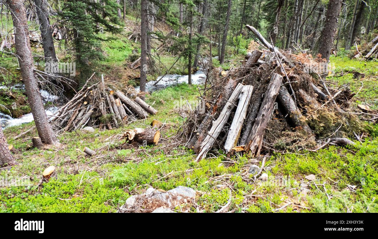National Forest Service clears downfall to help prevent large forest ...