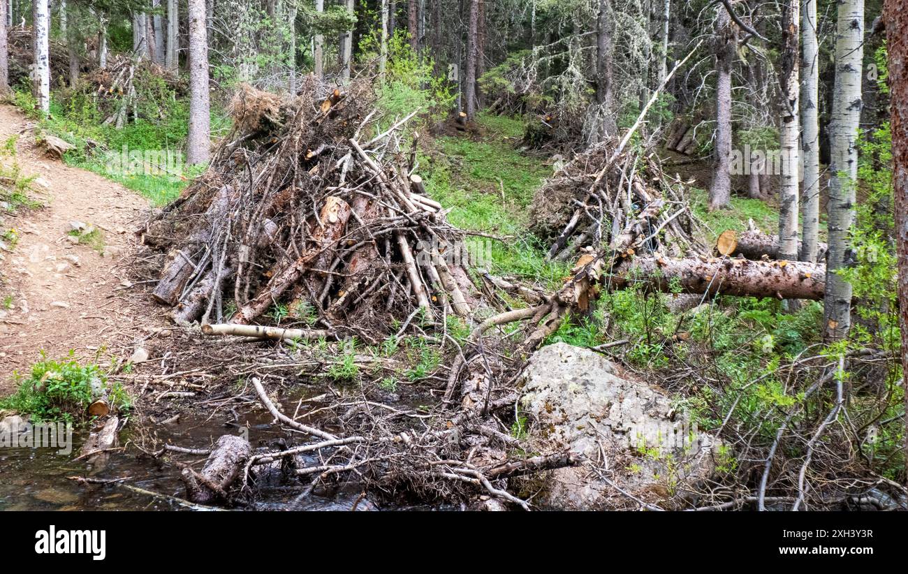 National Forest Service clears downfall to help prevent large forest ...
