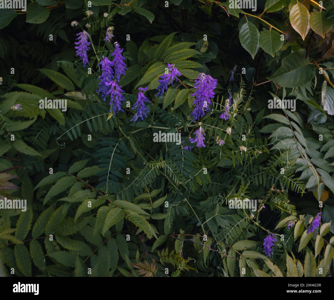 In the bushes, a purple twist of flowers is hidden.An indescribable ...