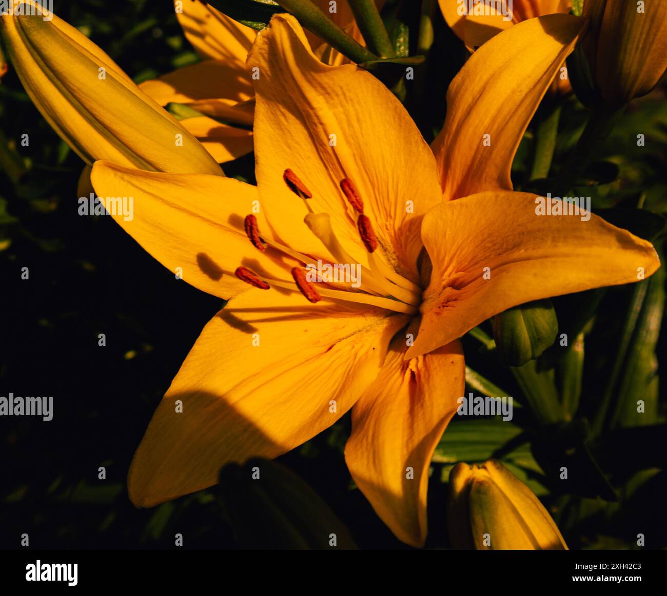 Large peach sunflower hi-res stock photography and images - Alamy