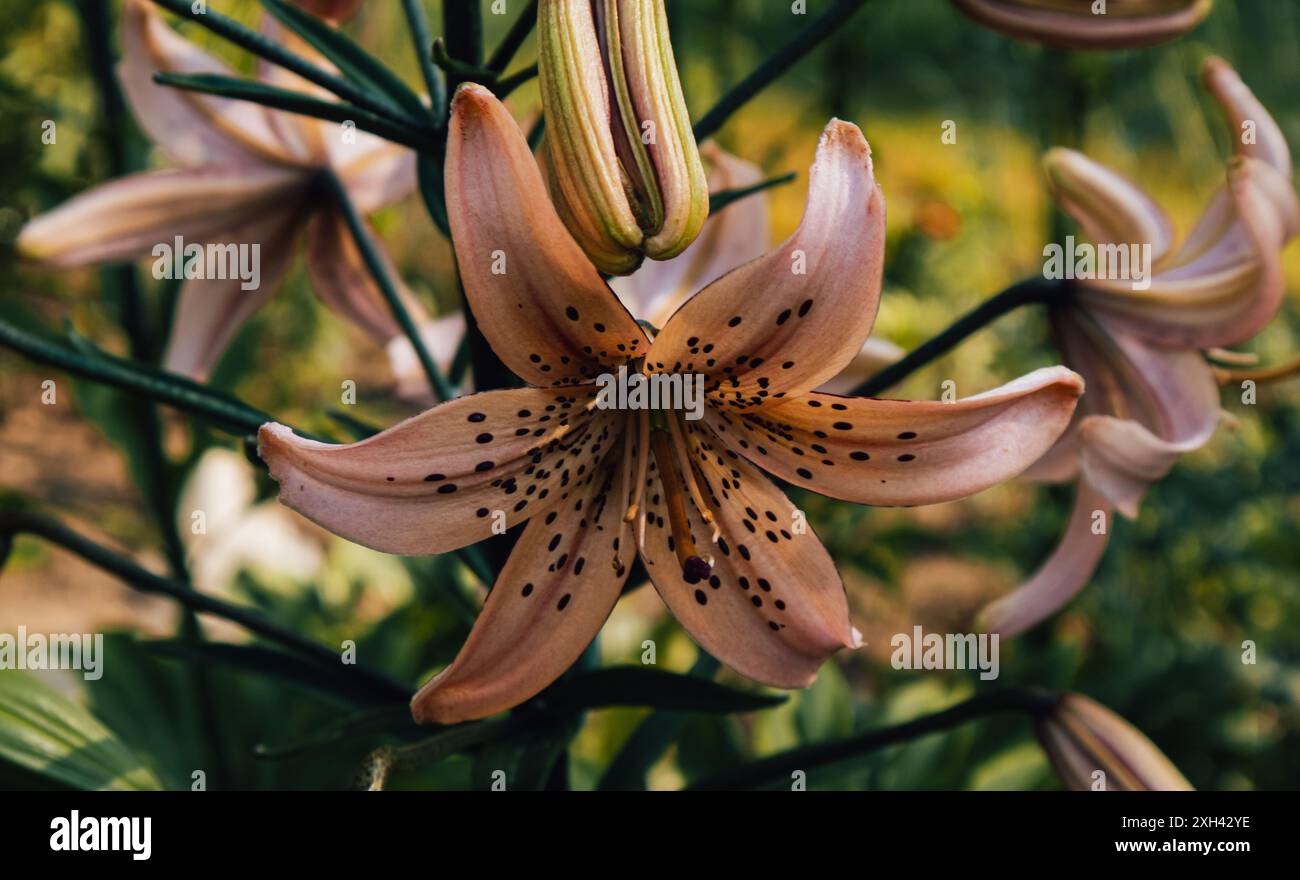 Can you feel the scent of this charming flower through this beauty ...