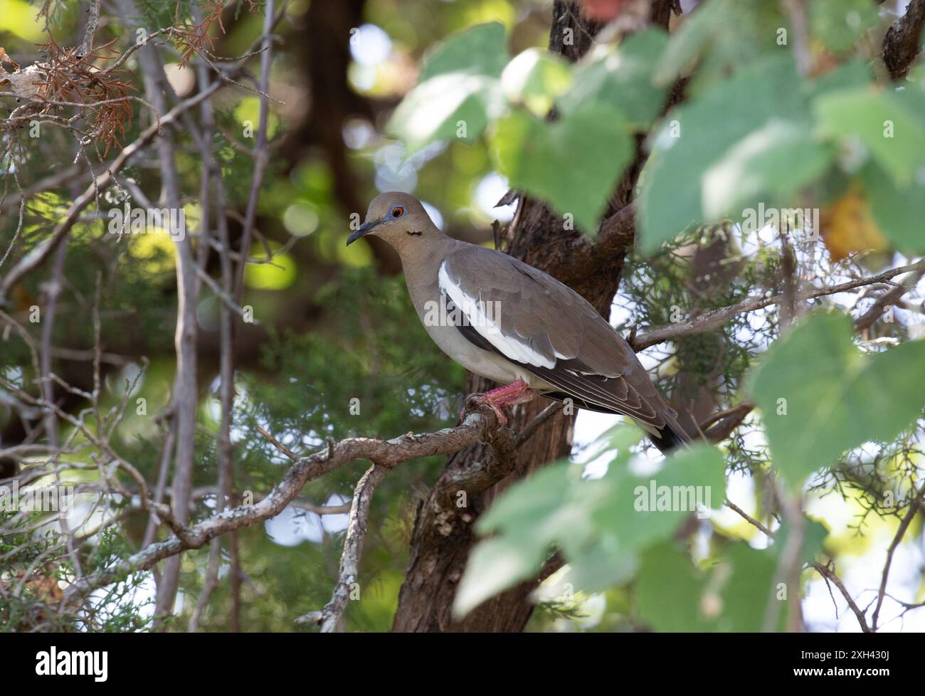 Mourning doves bird feeder hi-res stock photography and images - Alamy