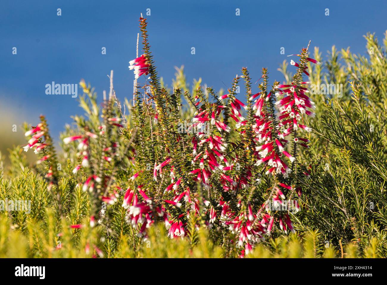 Native fuchsia plant hi-res stock photography and images - Alamy