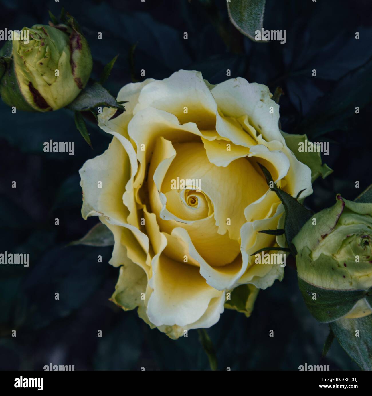 A rose flower of an unusual color, which opens to delight our eyes ...