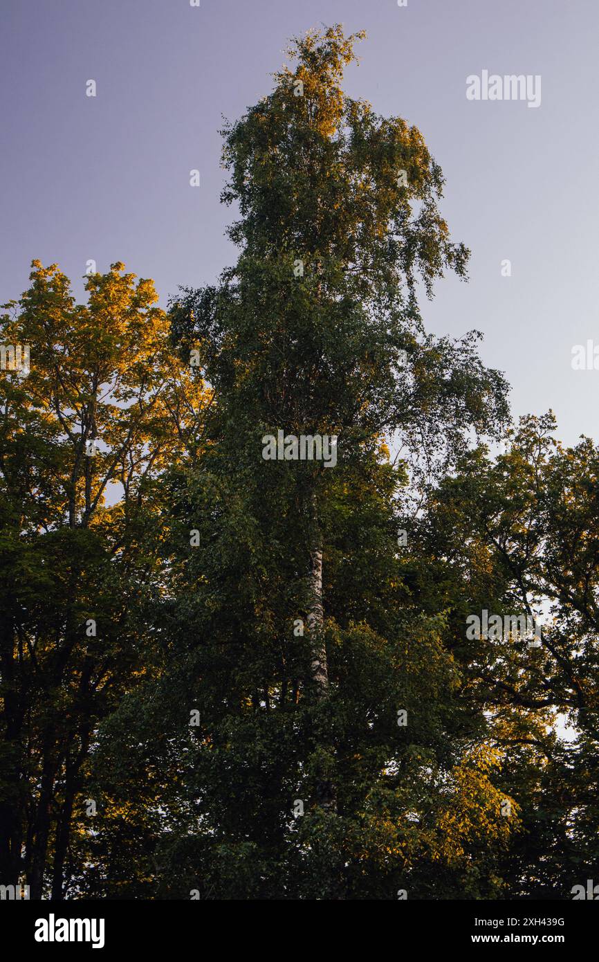A shrub that adorns the sky with its green leaves and drooping branches ...