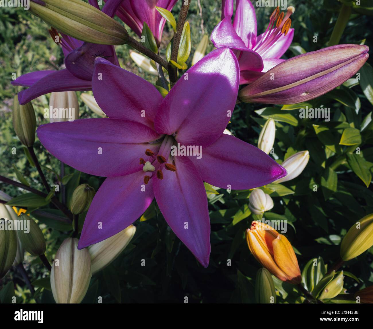 Pink beauty of wide flowers, delightful smell.The most beautiful flower ...