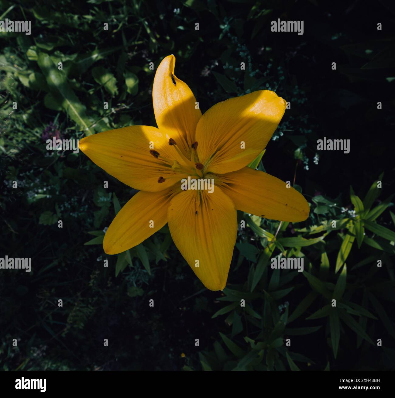 A charming yellow, large lily flower.Summer beauty in the garden, a ...