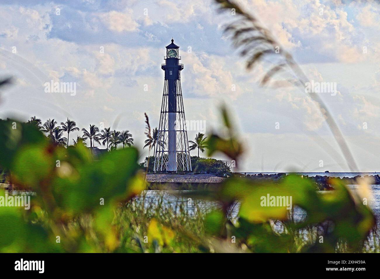 Palm cove jetty tree hi-res stock photography and images - Alamy