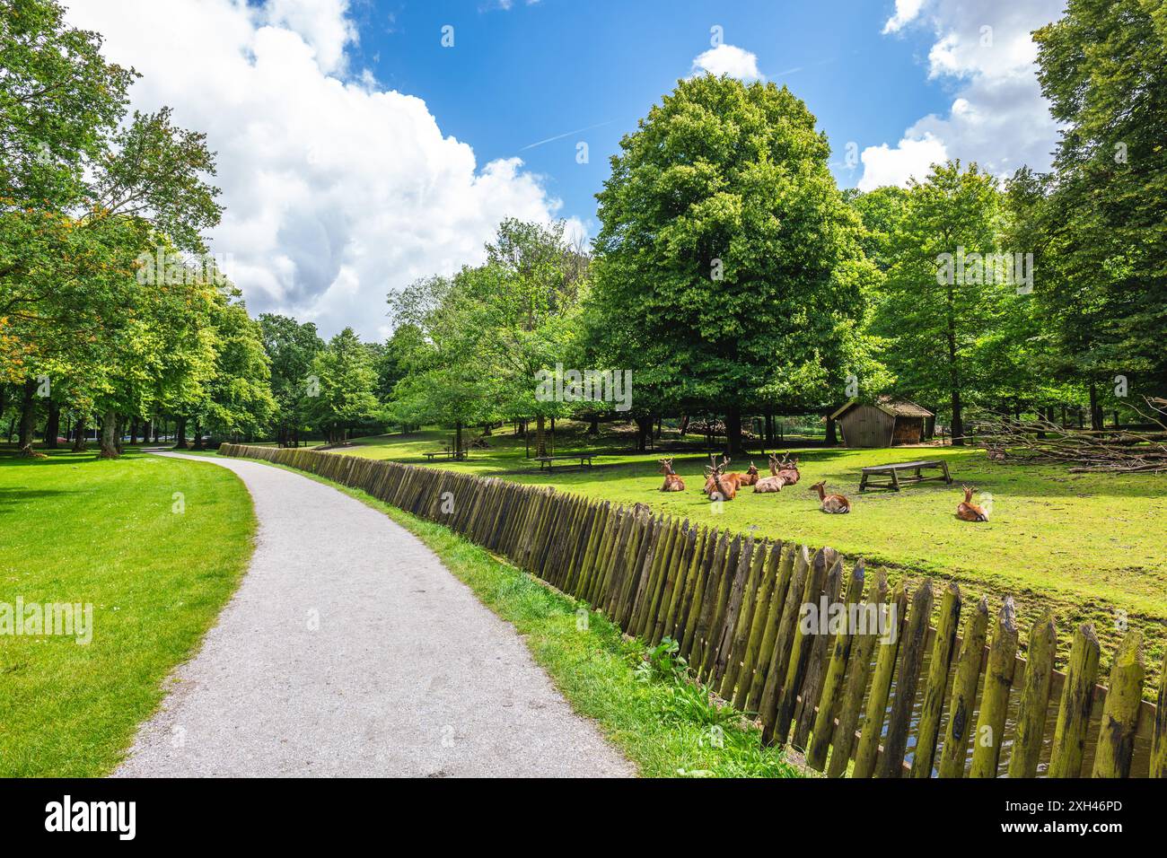 the Koekamp, a deer park historically part of the Haagse Bos located in ...