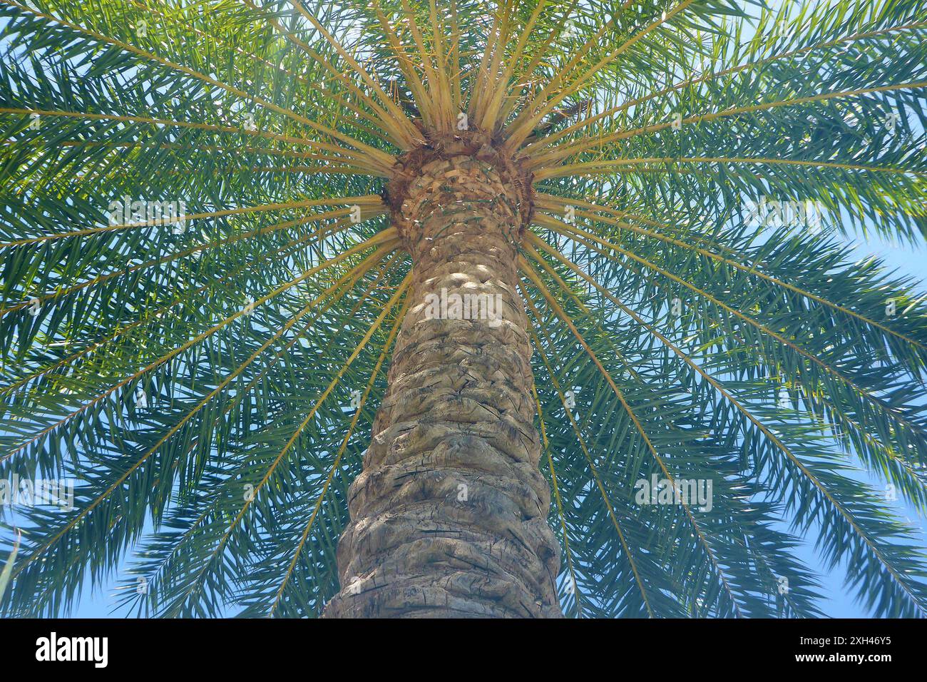 Shade from palm hi-res stock photography and images - Alamy