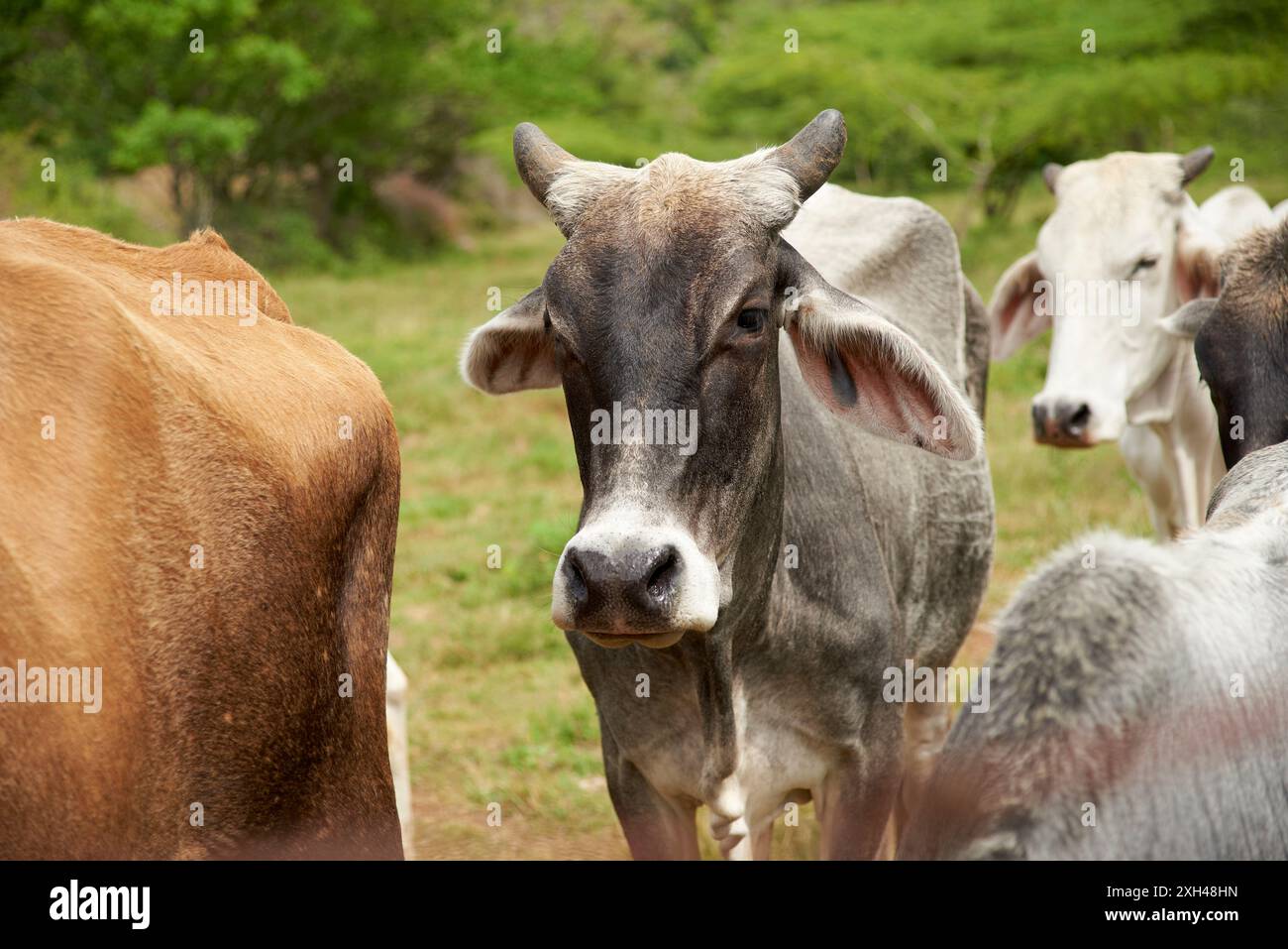 Grey brahman hi-res stock photography and images - Alamy