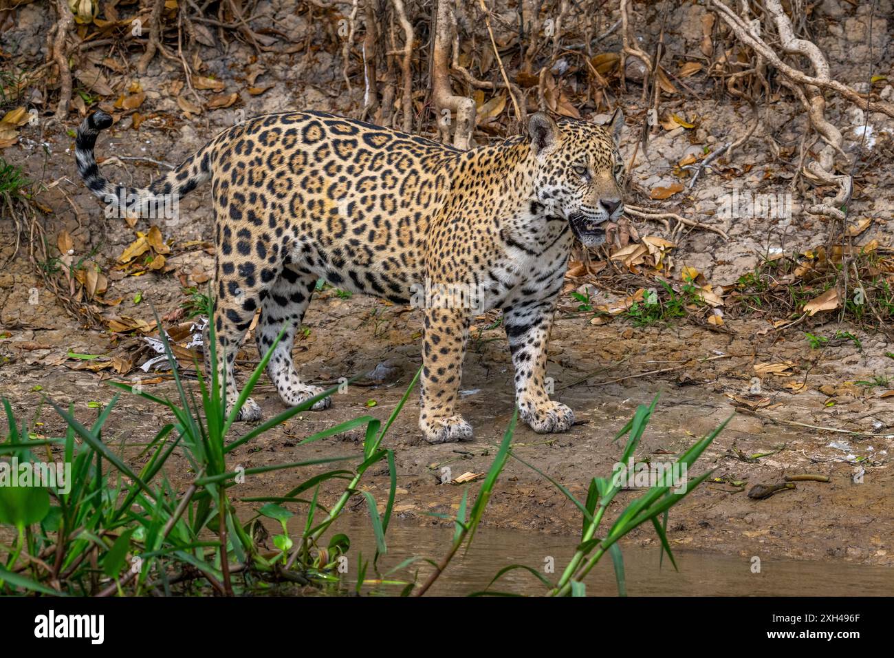 Jaguar standing hi-res stock photography and images - Alamy