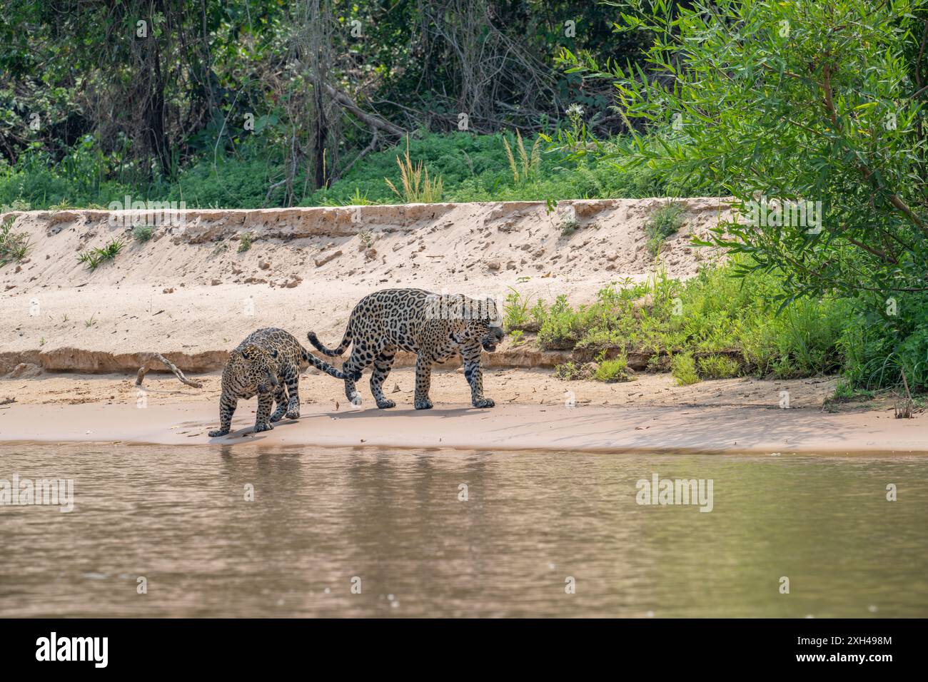 Female Jaguar and cub prowling the river bank in the Pantanal Stock ...