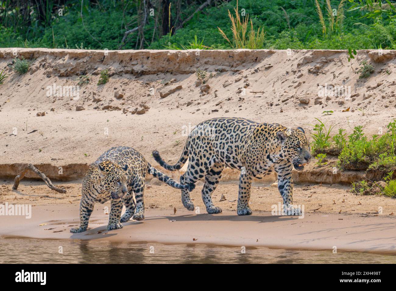 Female Jaguar and cub prowling the river bank in the Pantanal Stock ...