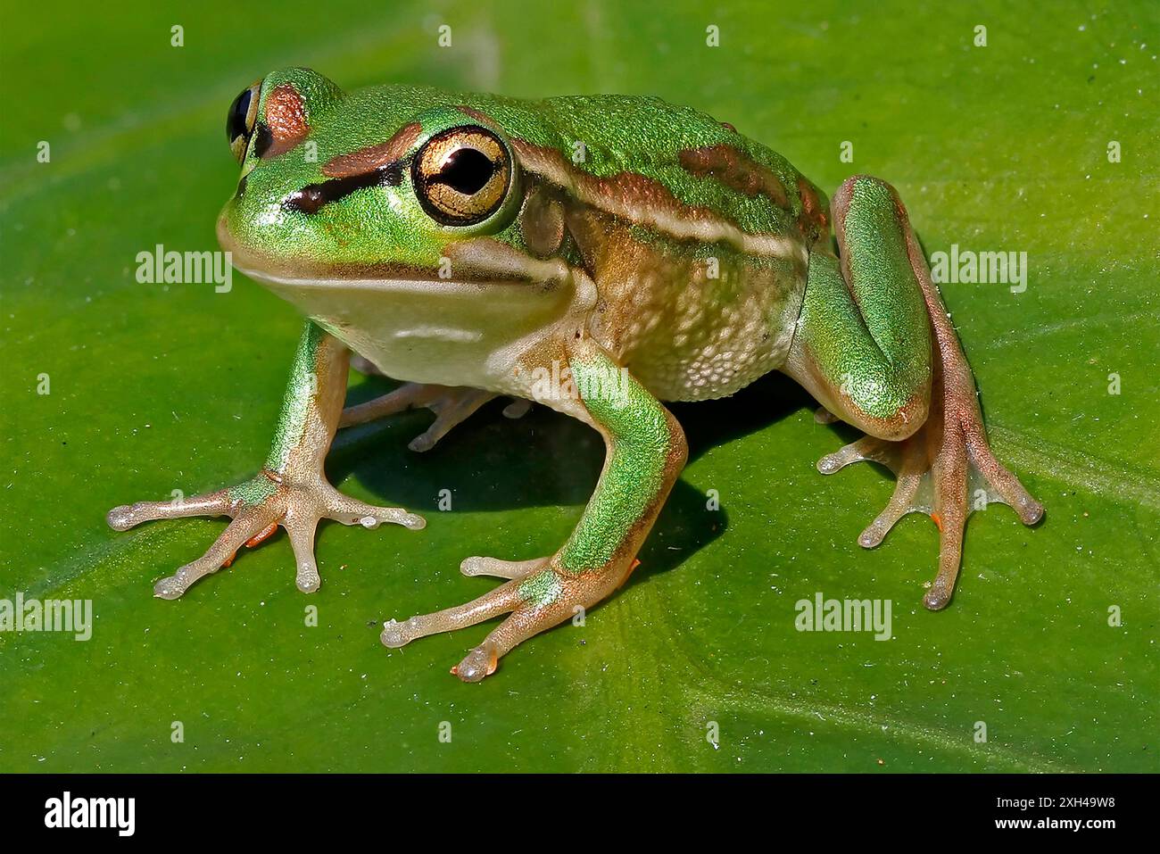 Endangered Australian Green and Golden Bell Frog Stock Photo - Alamy