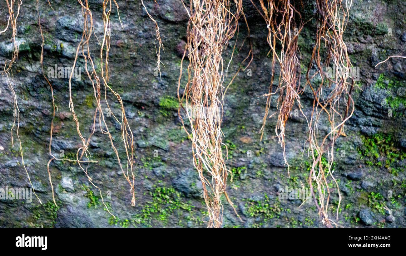 Tree root still in ground hi-res stock photography and images - Alamy