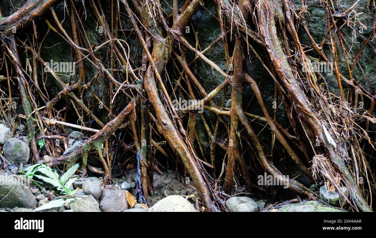 Tree root still in ground hi-res stock photography and images - Alamy