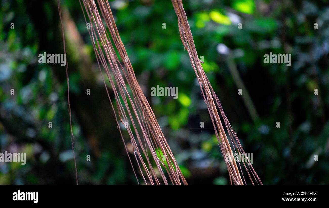 Nature still life tree roots hi-res stock photography and images - Alamy