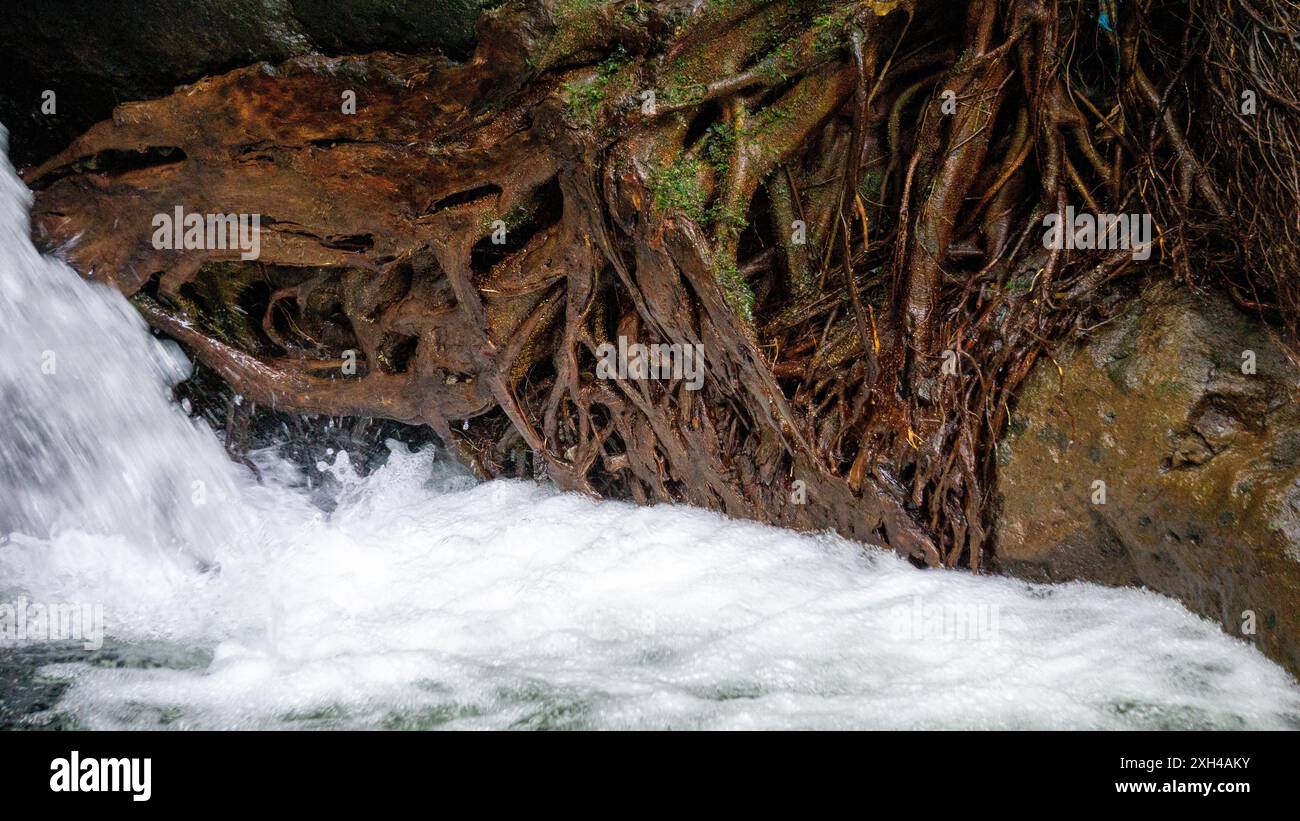 Tree root still in ground hi-res stock photography and images - Alamy