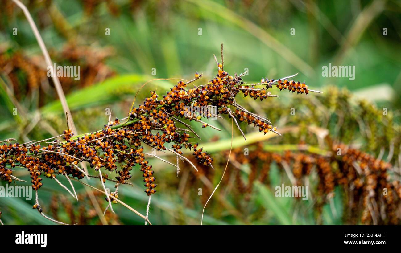Carex recurvirostra hi-res stock photography and images - Alamy