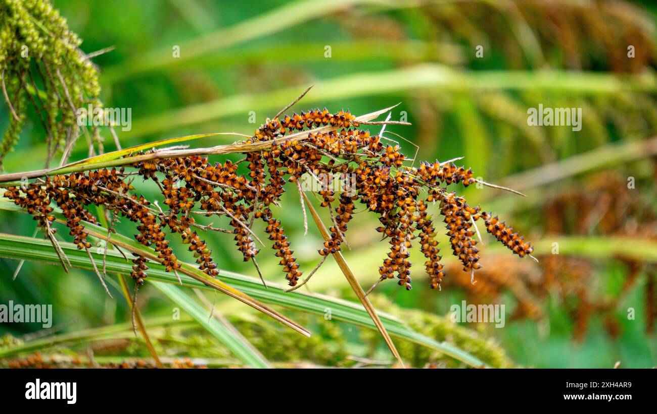 Carex baccans (crimson-seeded sedge). This plant is a species of ...