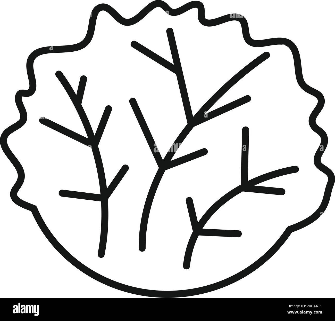 Fresh green lettuce leaf showing veins icon for logo design on white ...