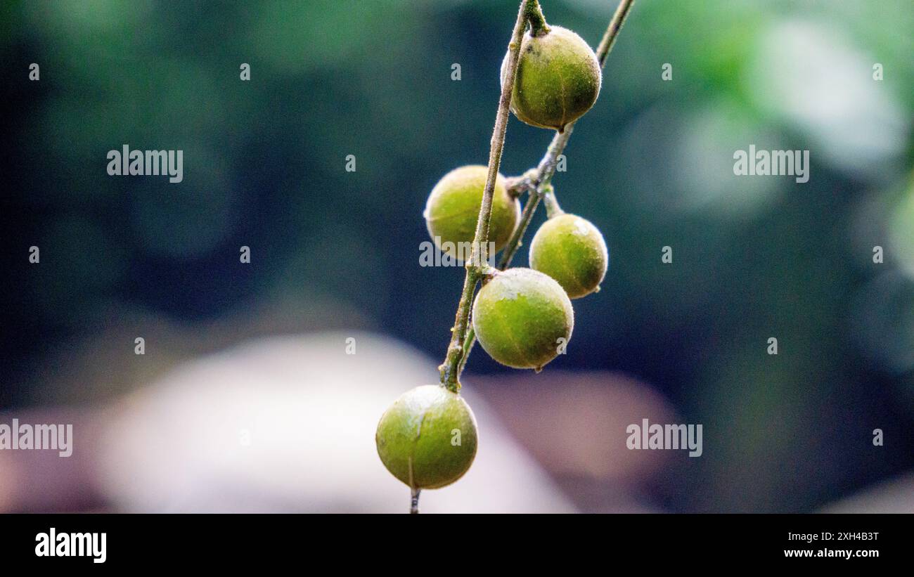 Kenya grave hi-res stock photography and images - Alamy
