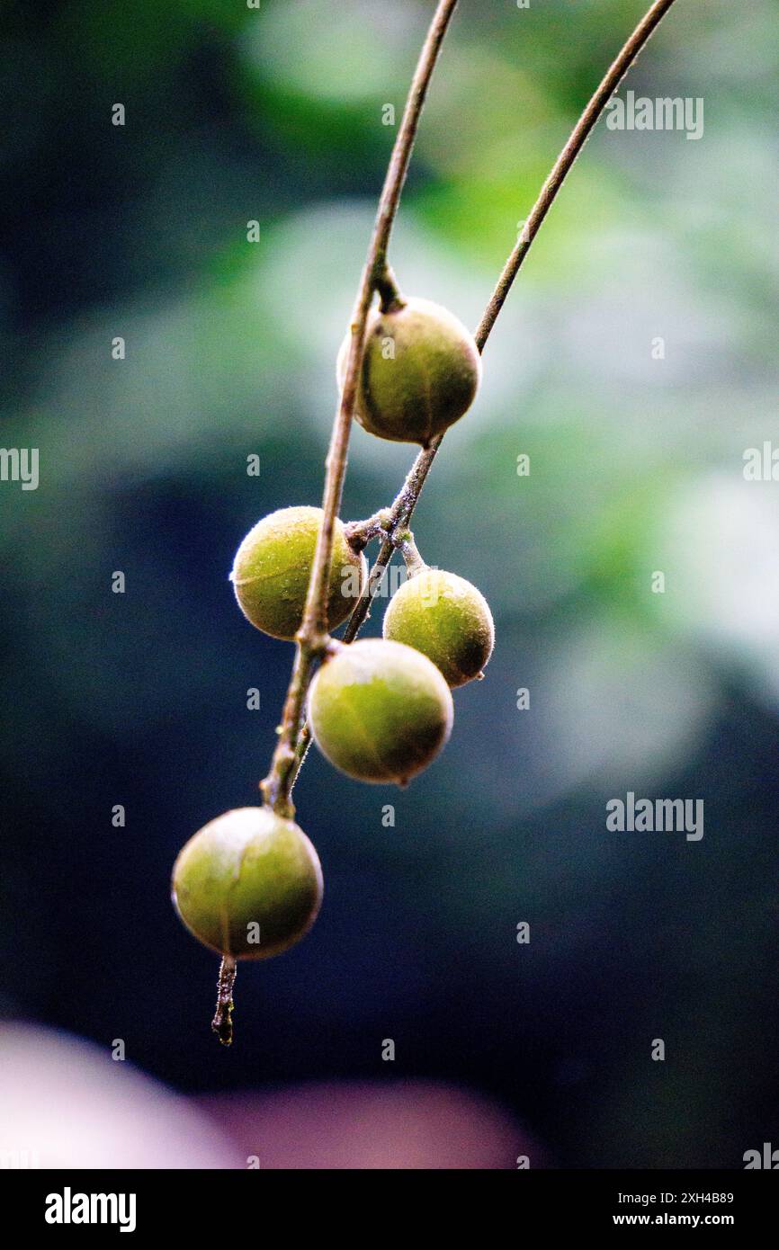 Kenya grave hi-res stock photography and images - Alamy