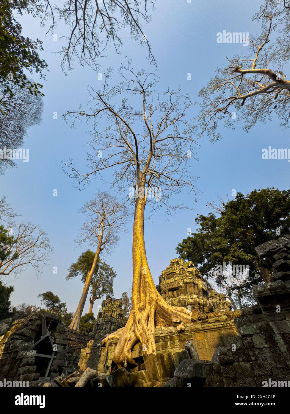 Ta Prohm Temple, a Mahayana Buddhist monastary built in the late 12th ...