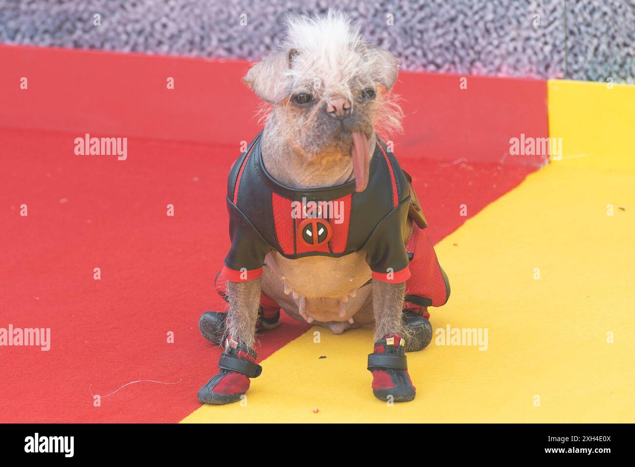 London, UK. 11 Jul, 2024. Pictured: Peggy (Dogpool) attends The UK ...