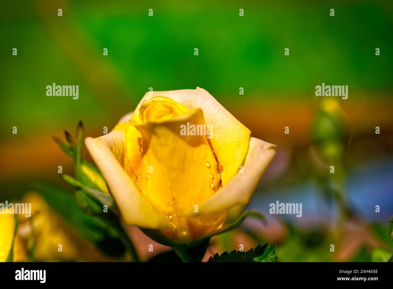 Portrait yellow rose hi-res stock photography and images - Alamy