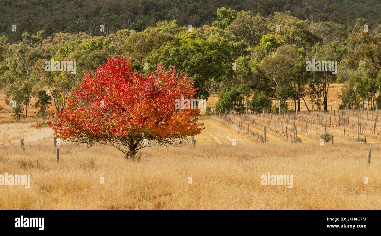 Autumn colours in amongst the grape vines in the Granite Belt wine ...