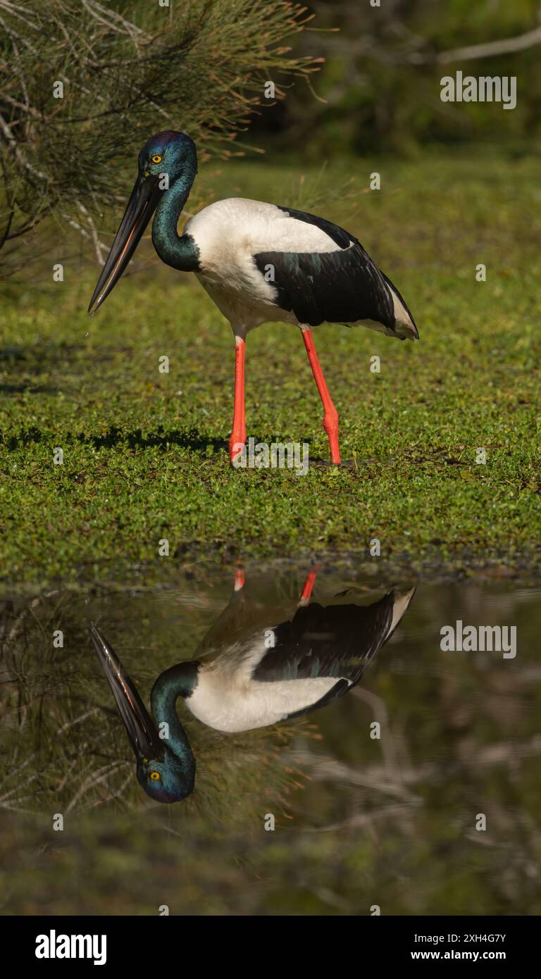Black necked stork ( ephippiorhynchus asiaticus ) female Jabiru with ...